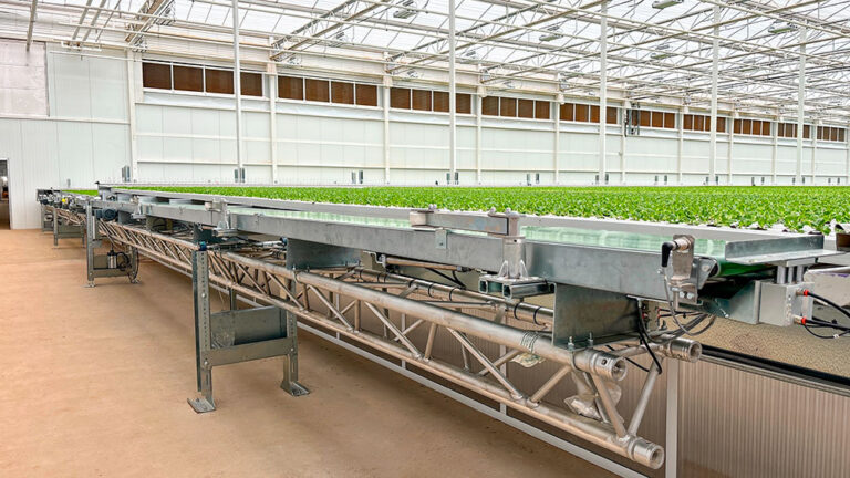 Conveyor belts for lettuce and herbs - for packing area, gutters ...