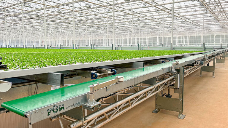 Conveyor belts for lettuce and herbs - for packing area, gutters ...